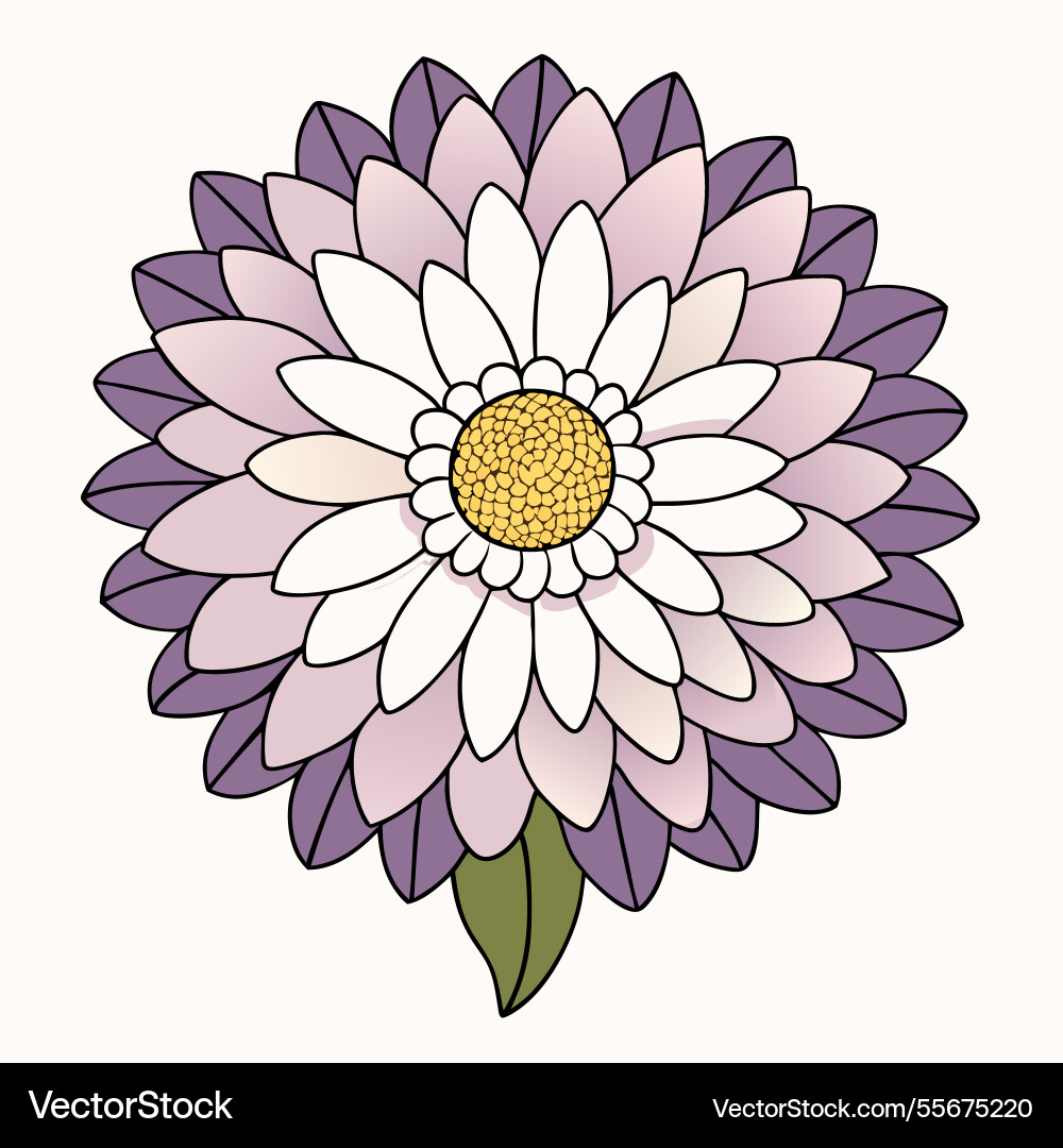 Coloring aster flower Royalty Free Vector Image