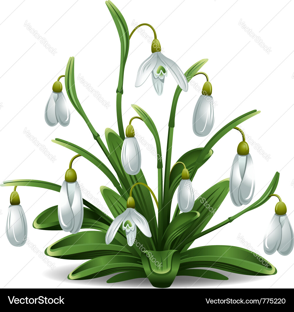 Snowdrops Royalty Free Vector Image - VectorStock