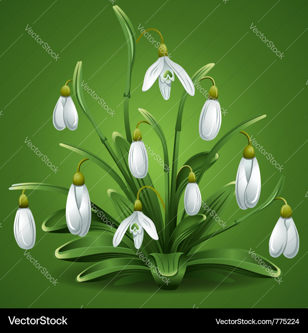 Snowdrops Royalty Free Vector Image - VectorStock