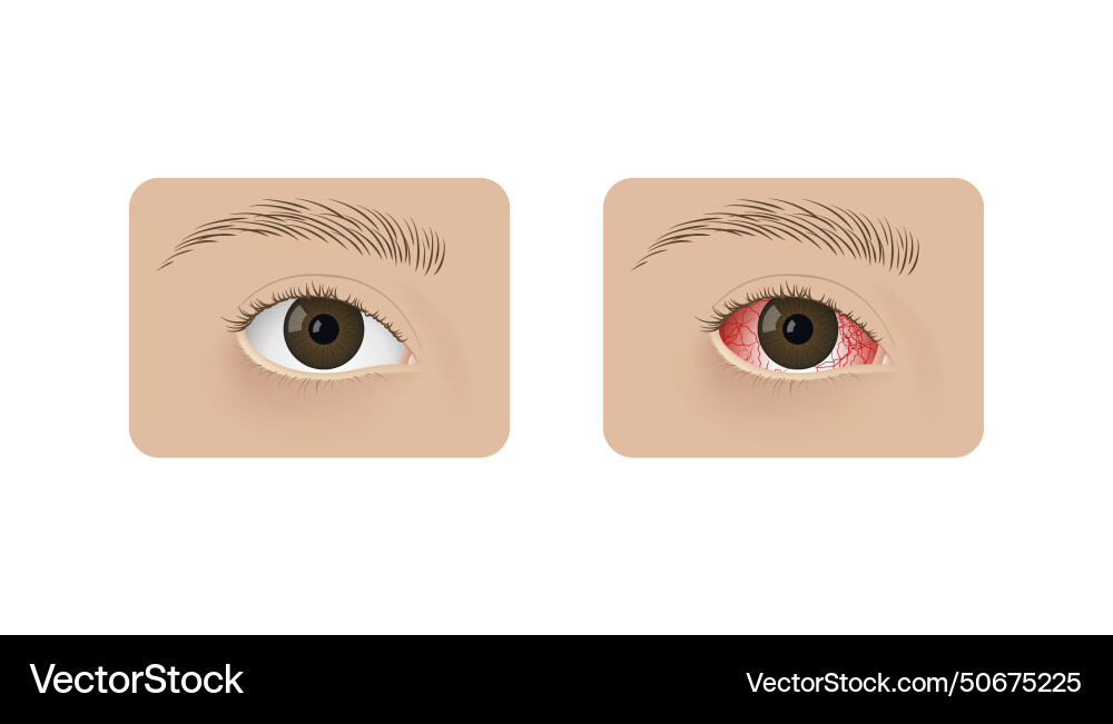 Realistic human healthy eye Royalty Free Vector Image