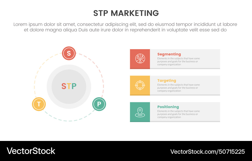 Stp marketing strategy model for segmentation Vector Image