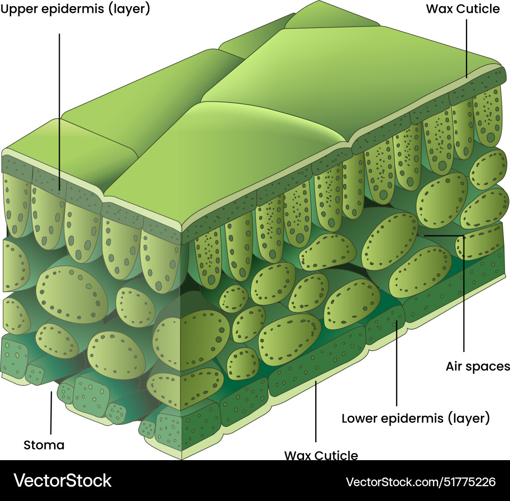 A leaf cross section diagram Royalty Free Vector Image