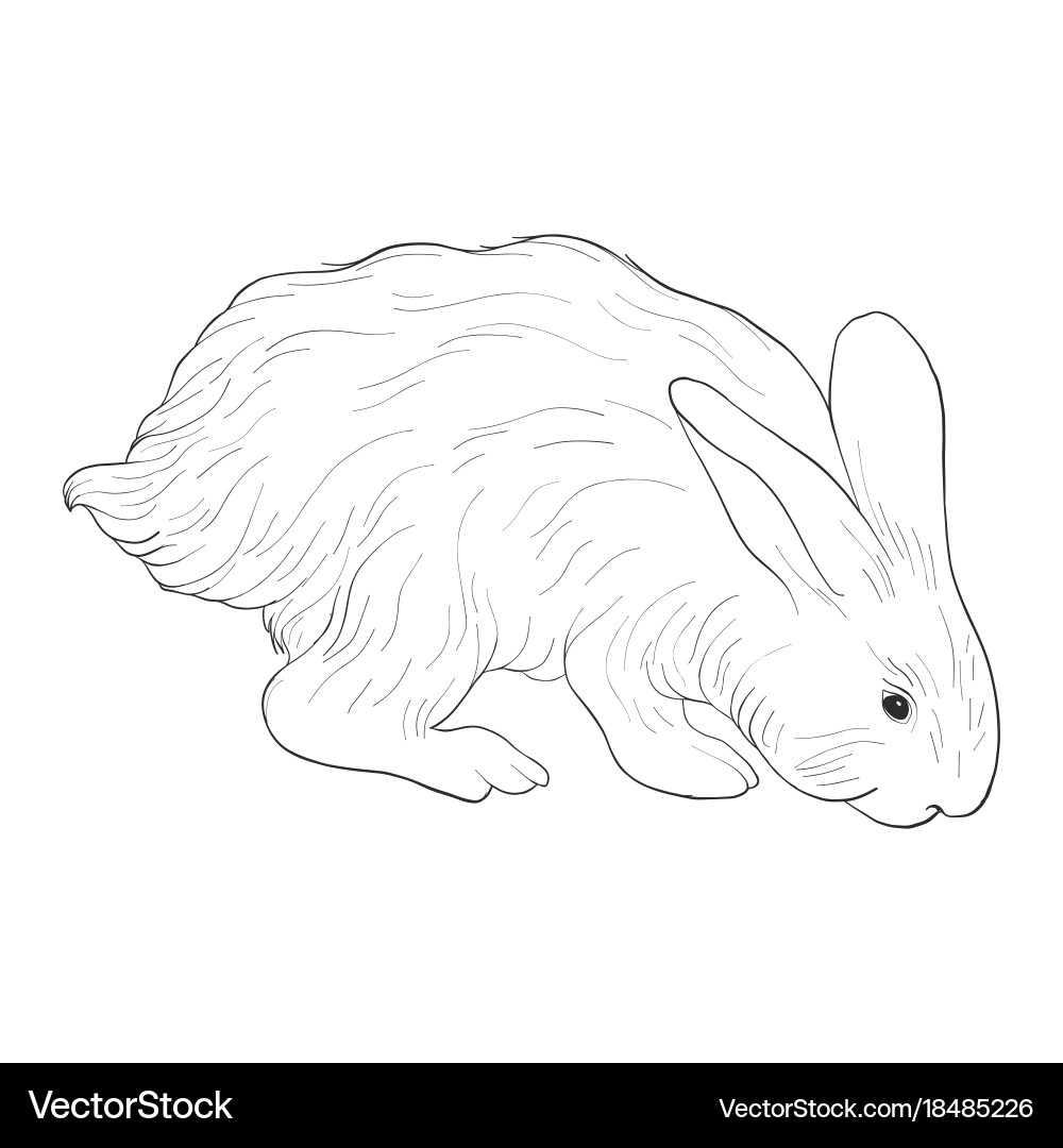 Sketch of rabbit Royalty Free Vector Image - VectorStock