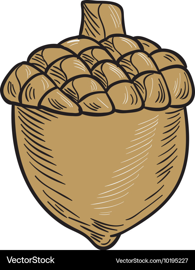 Acorn drawing Royalty Free Vector Image - VectorStock