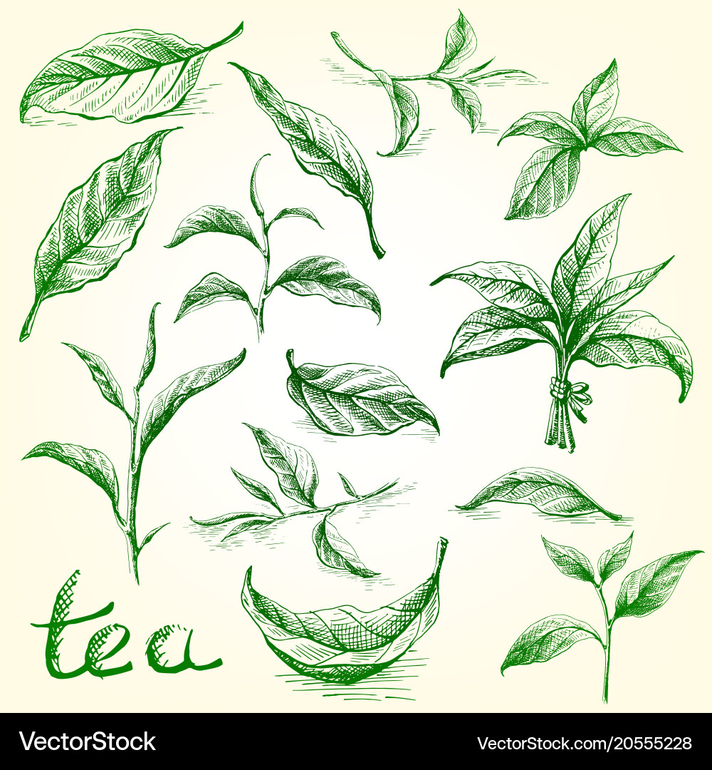 Tea Vector Images (over 280,000)