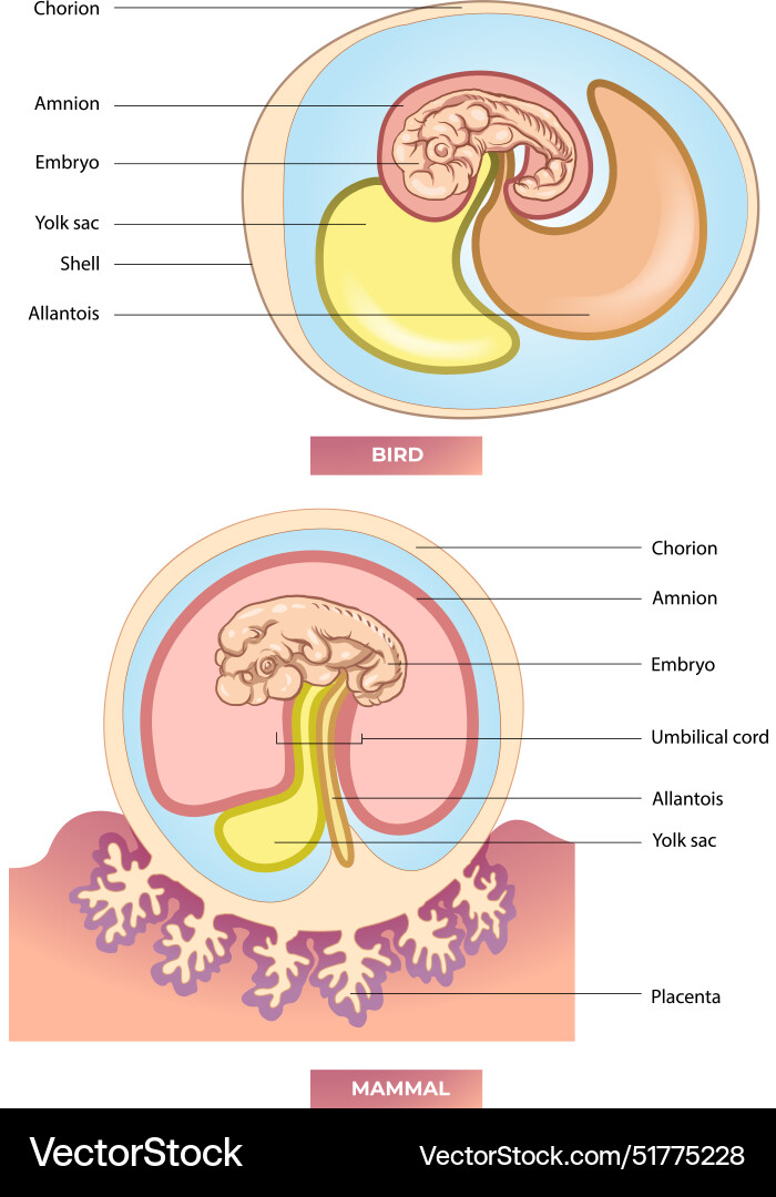 Embryo membranes comparison Royalty Free Vector Image