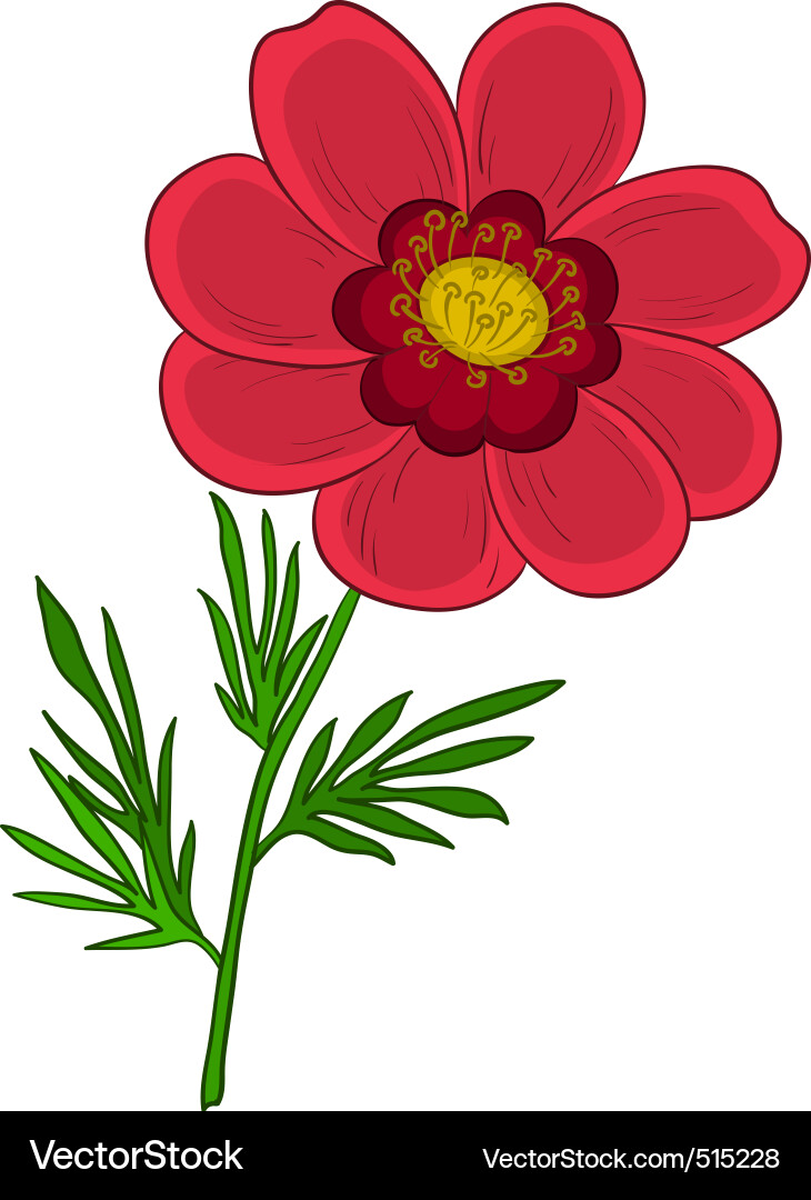 Flower adonis Royalty Free Vector Image - VectorStock