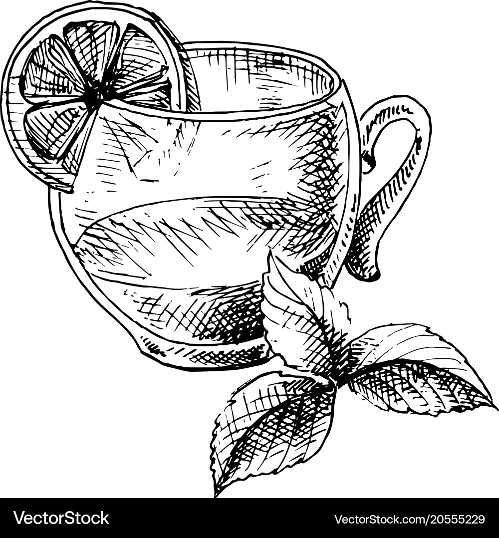 Cup of tea and mint Royalty Free Vector Image - VectorStock