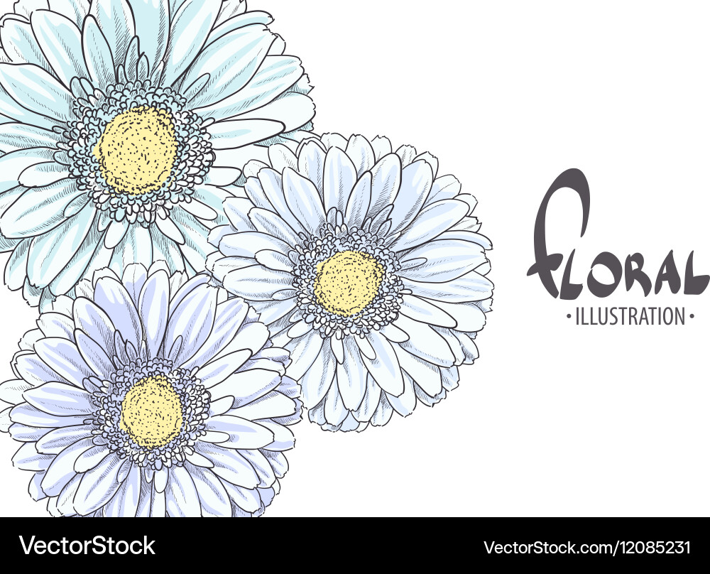 Bright blue gerbera Royalty Free Vector Image - VectorStock