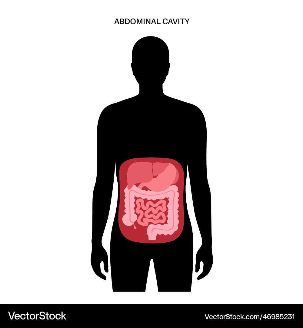 Human Abdominal Anatomy Poster Royalty Free Vector Image