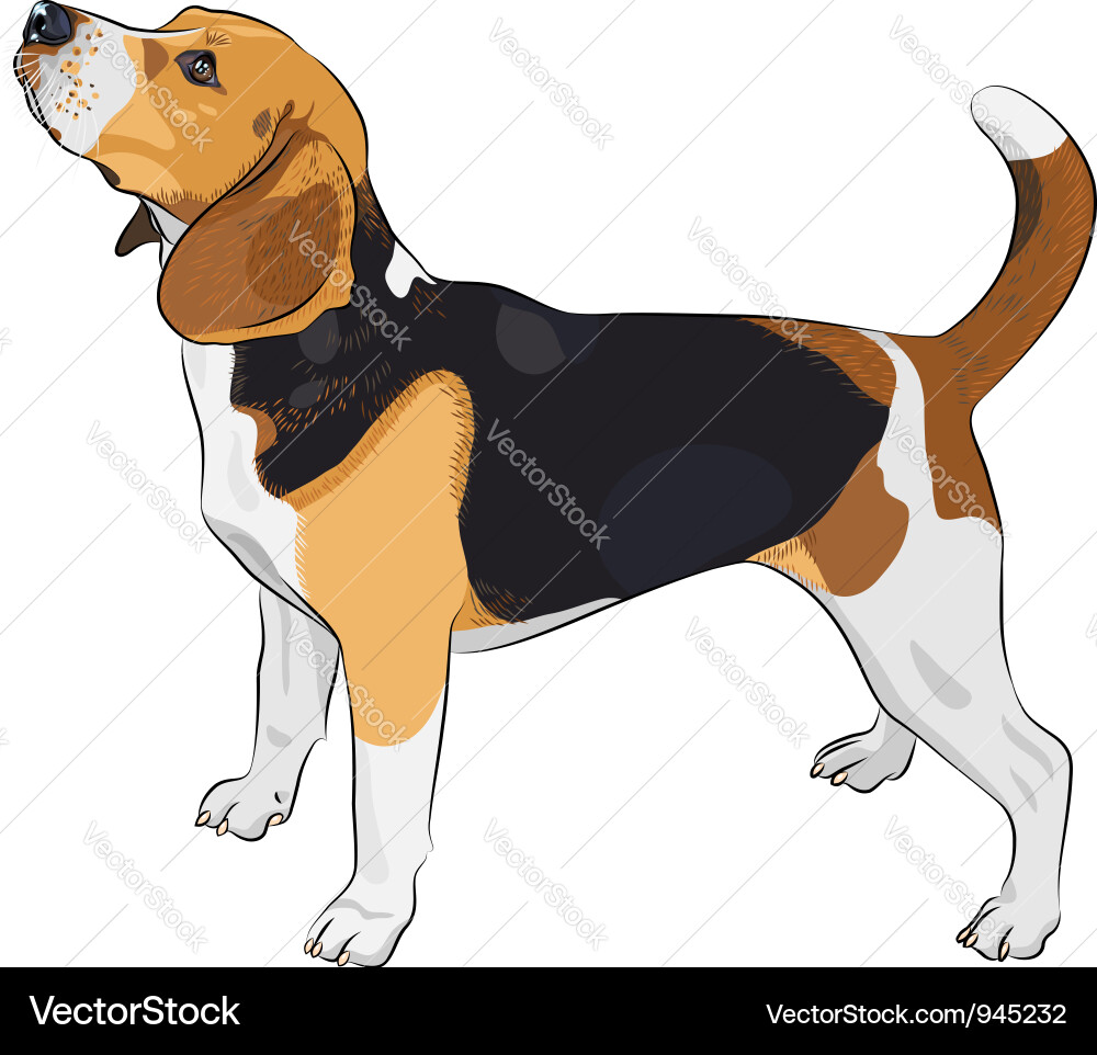 Beagle dog Royalty Free Vector Image - VectorStock