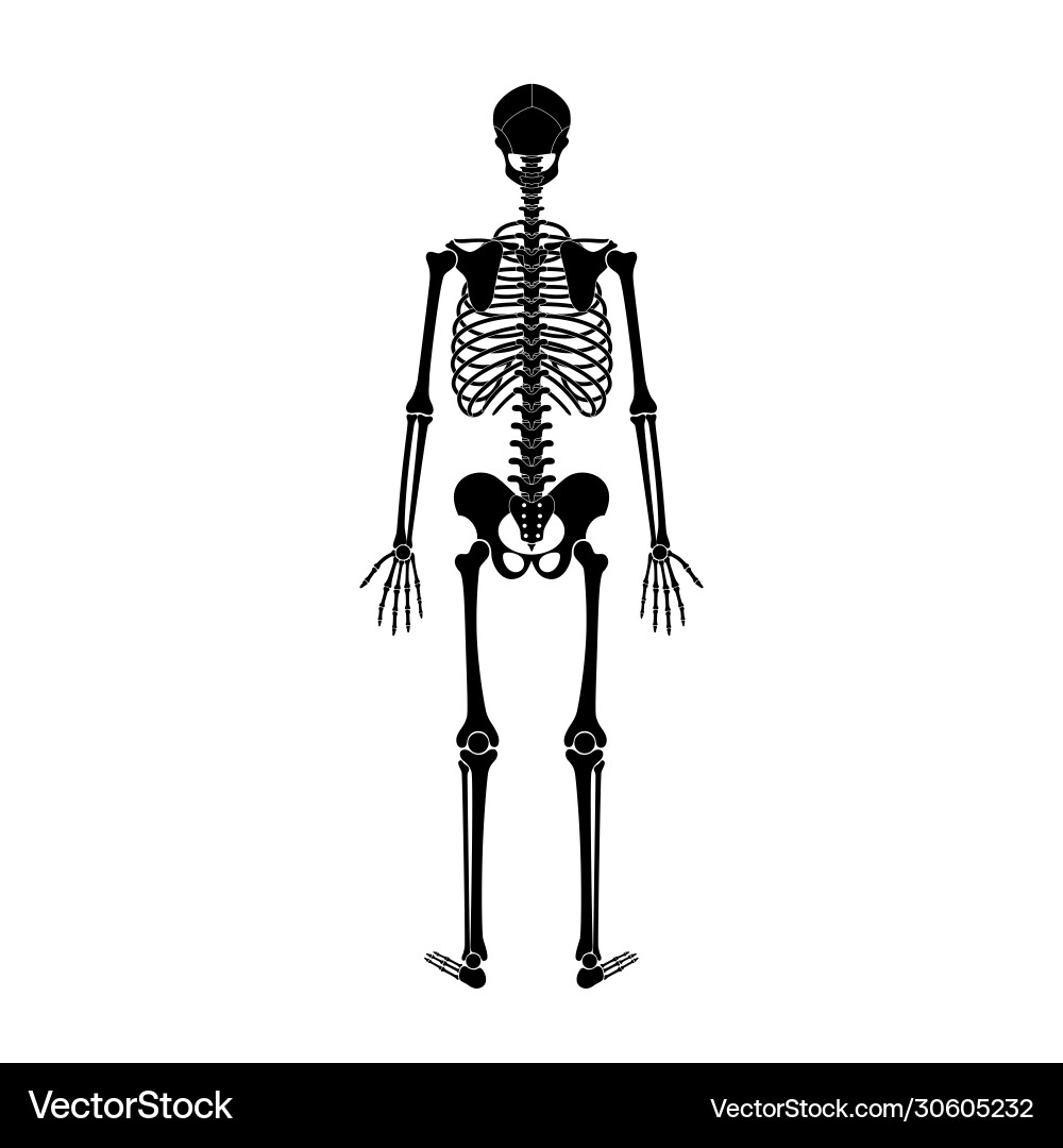 Human man skeleton anatomy Royalty Free Vector Image