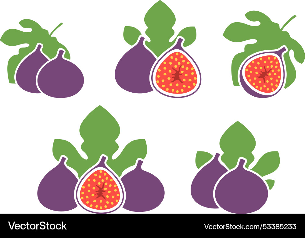 Fig Royalty Free Vector Image - VectorStock