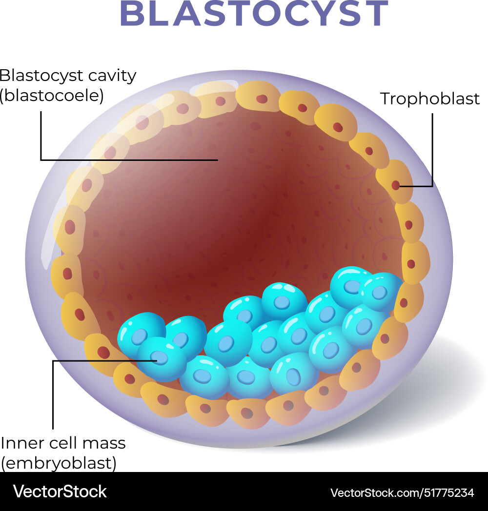Blastocyst anatomy diagram Royalty Free Vector Image