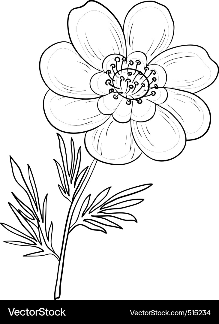 Flower adonis contours Royalty Free Vector Image