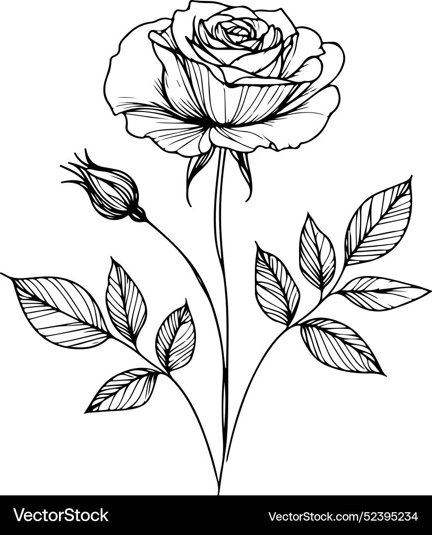Flower line art Royalty Free Vector Image - VectorStock