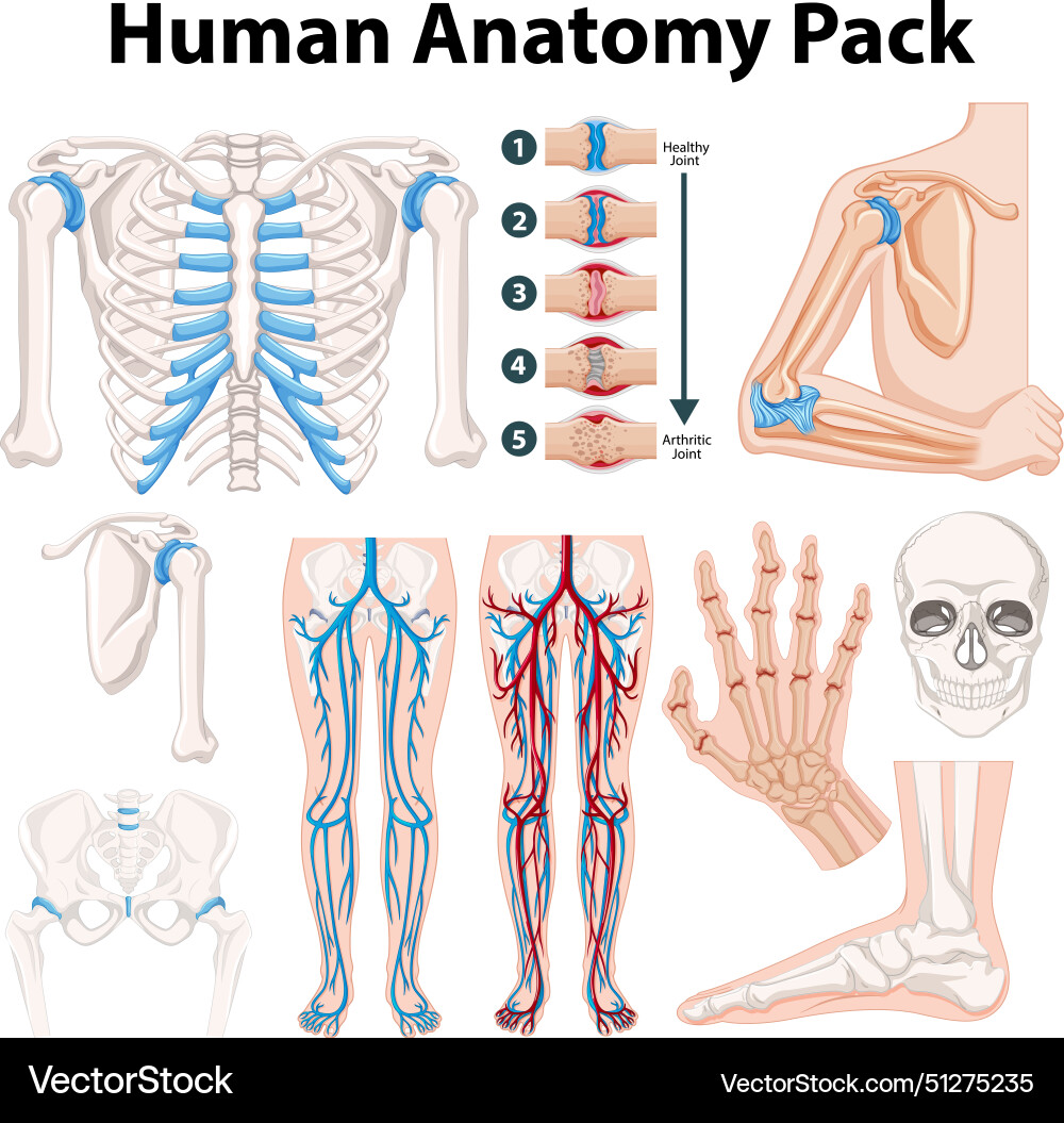 Educational pack showing various human anatomy Vector Image
