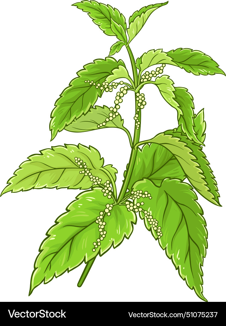 Nettle branch colored detailed Royalty Free Vector Image