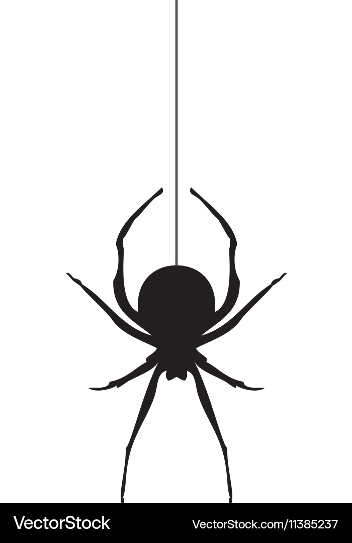Hairy Spider Vector Images (over 510)