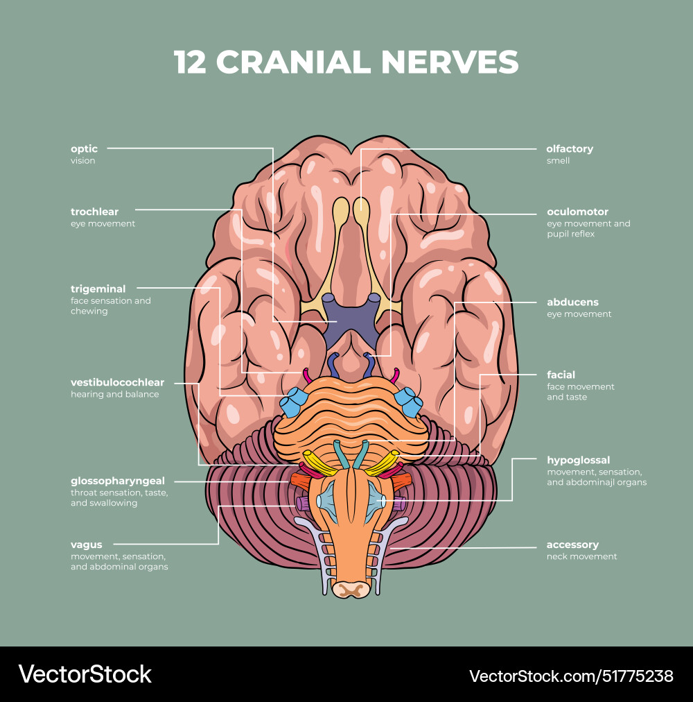 Cranial nerves diagram Royalty Free Vector Image