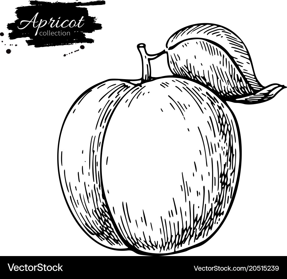 Apricot drawing hand drawn isolated fruit Vector Image