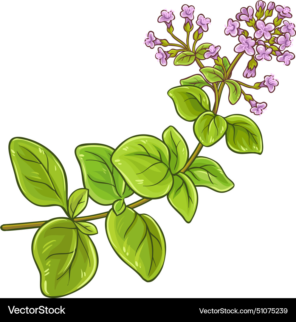 Oregano branch colored detailed Royalty Free Vector Image