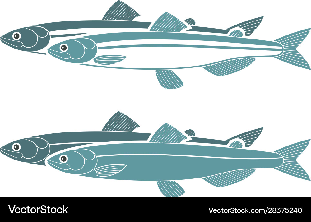 Capelin Royalty Free Vector Image - VectorStock