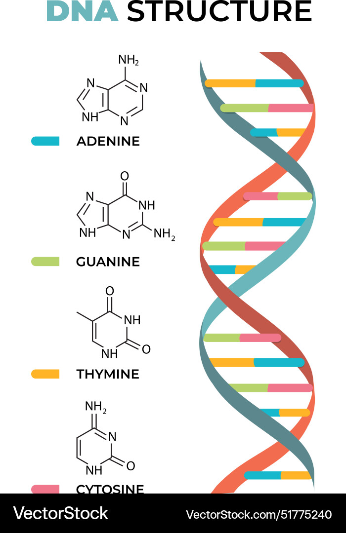 Dna structure diagram Royalty Free Vector Image
