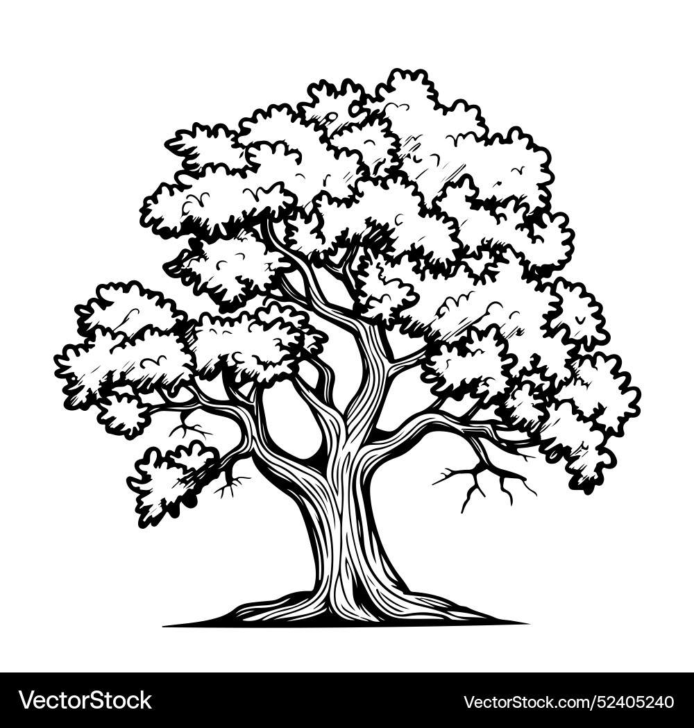 Oak tree ink sketch hand drawn vintage style Vector Image