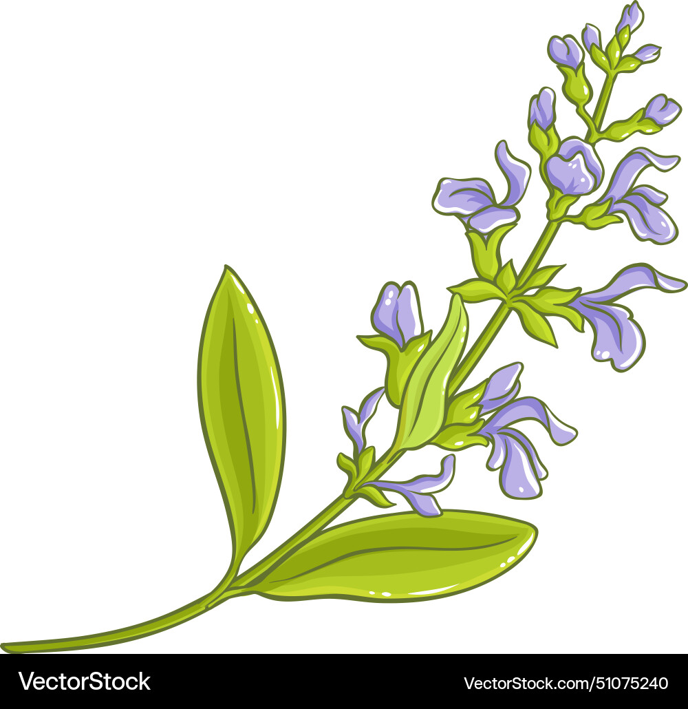 Sage plant colored detailed Royalty Free Vector Image