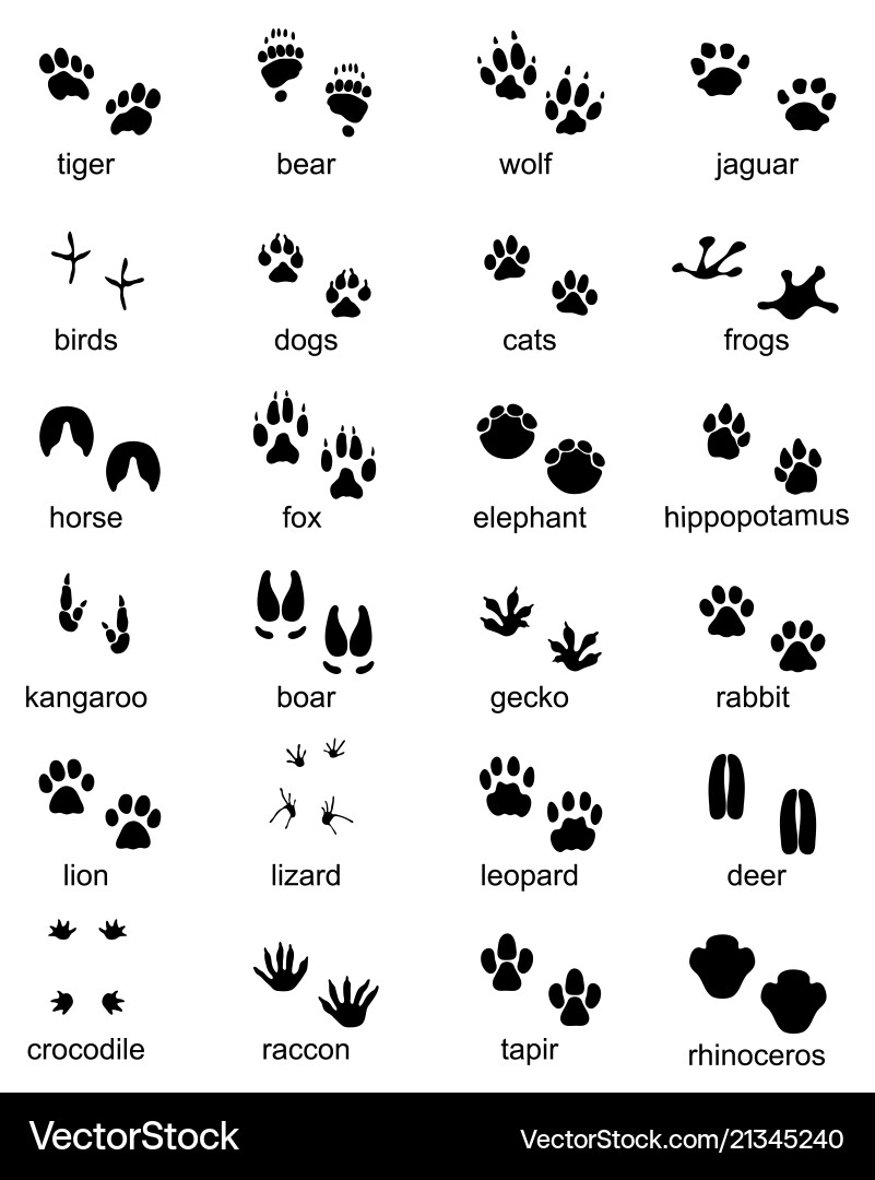 Set of footprints wild animals Royalty Free Vector Image