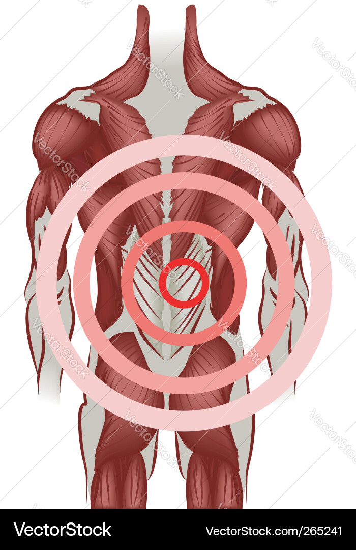 Human back muscles Royalty Free Vector Image - VectorStock