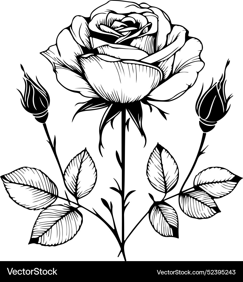 Flower line art Royalty Free Vector Image - VectorStock