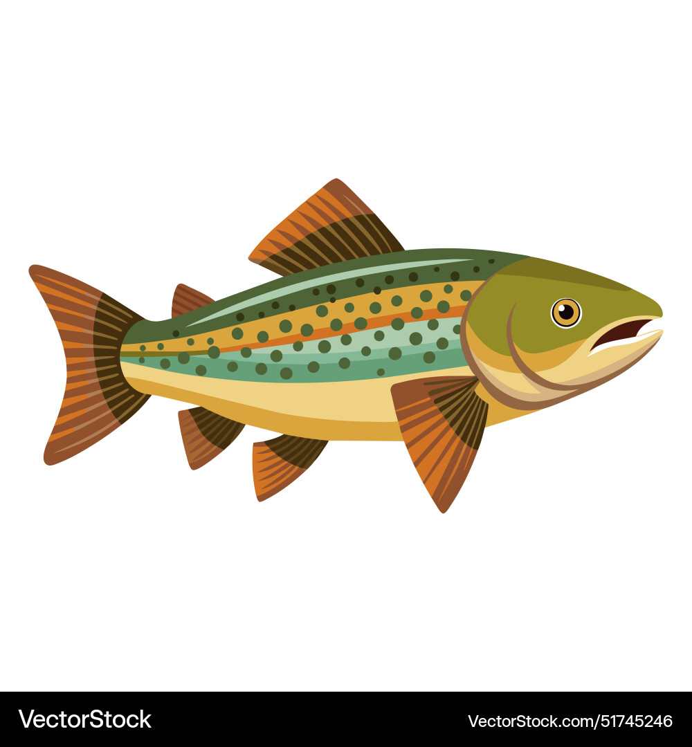 Trout fish isolated flat on white background Vector Image