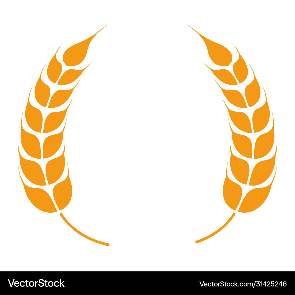 Wheat spikelets forming wreath barley spikes Vector Image