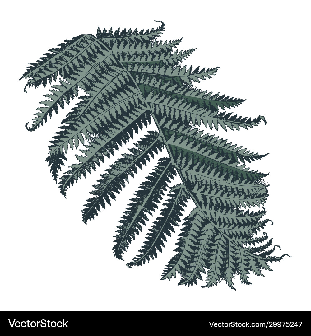 Hand drawn branch fern Royalty Free Vector Image