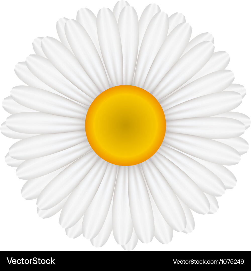 Chamomile Royalty Free Vector Image - VectorStock