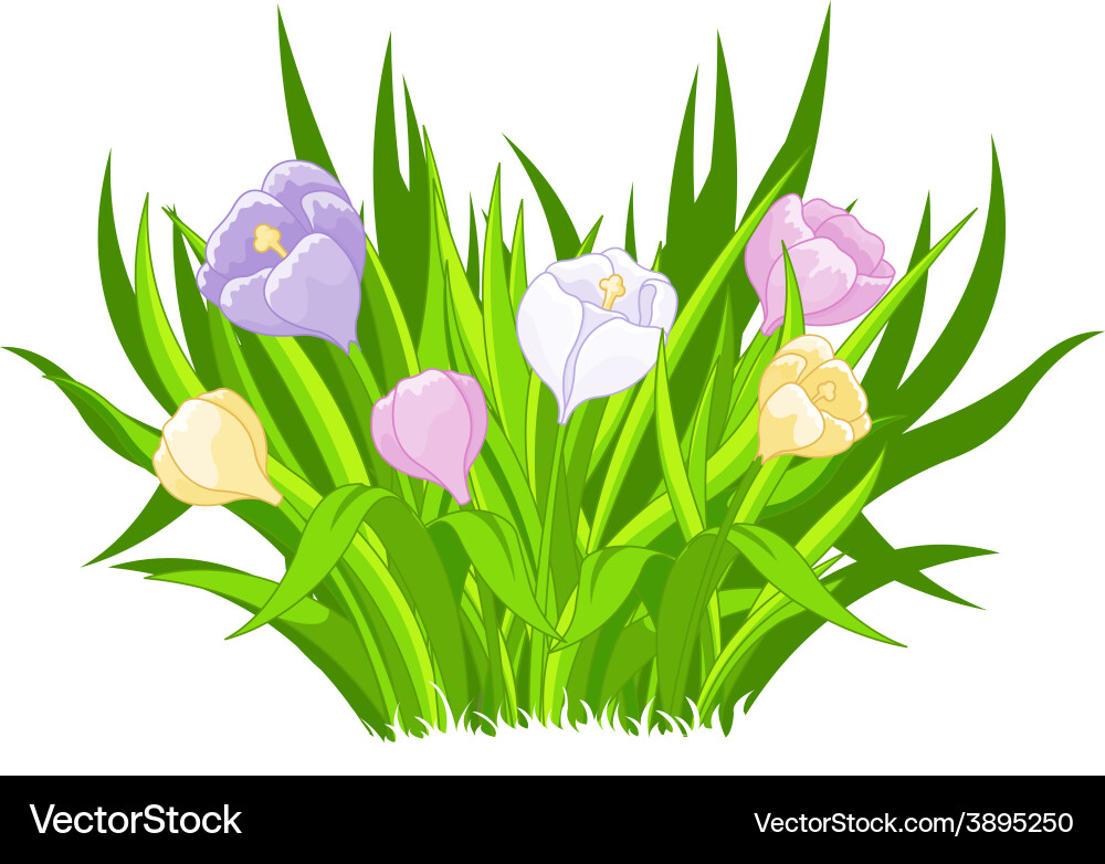 Colorful Crocus Bouquet Royalty Free Vector Image