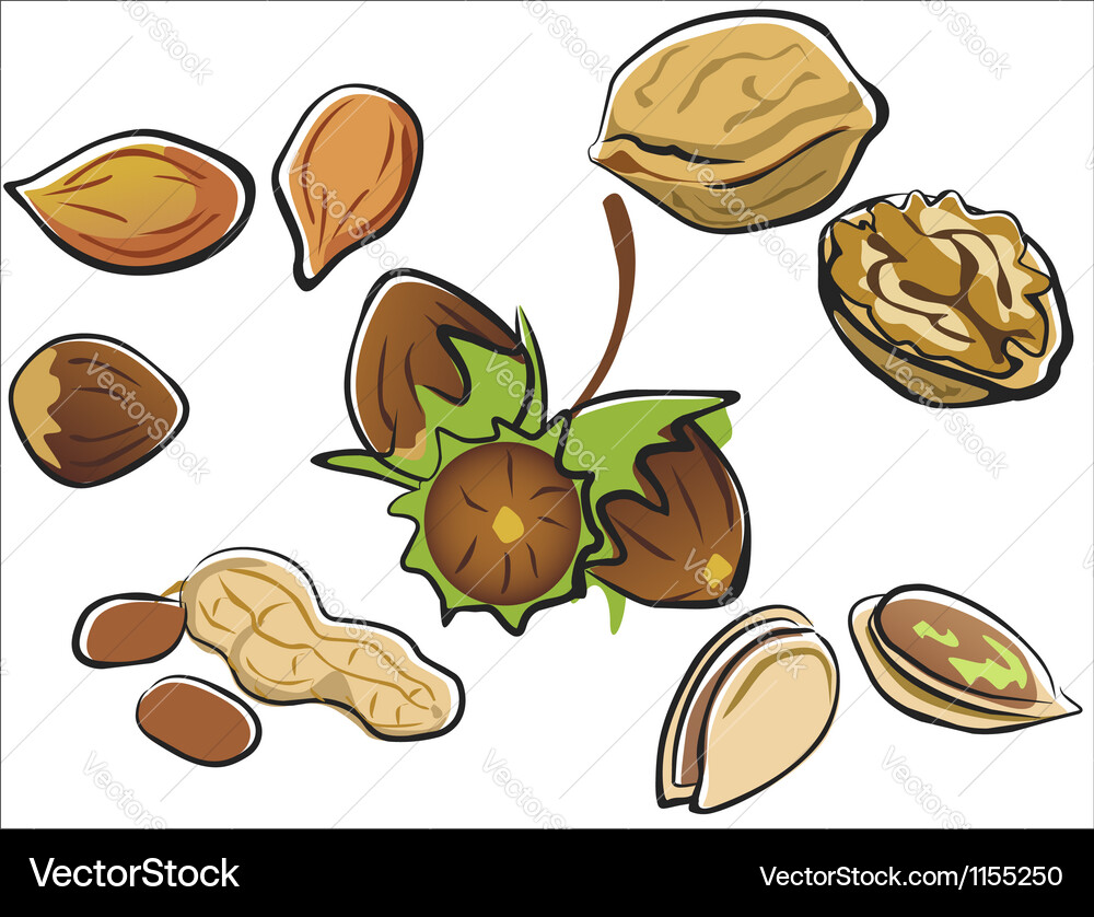 Nuts collection in cartoon style isolated Vector Image