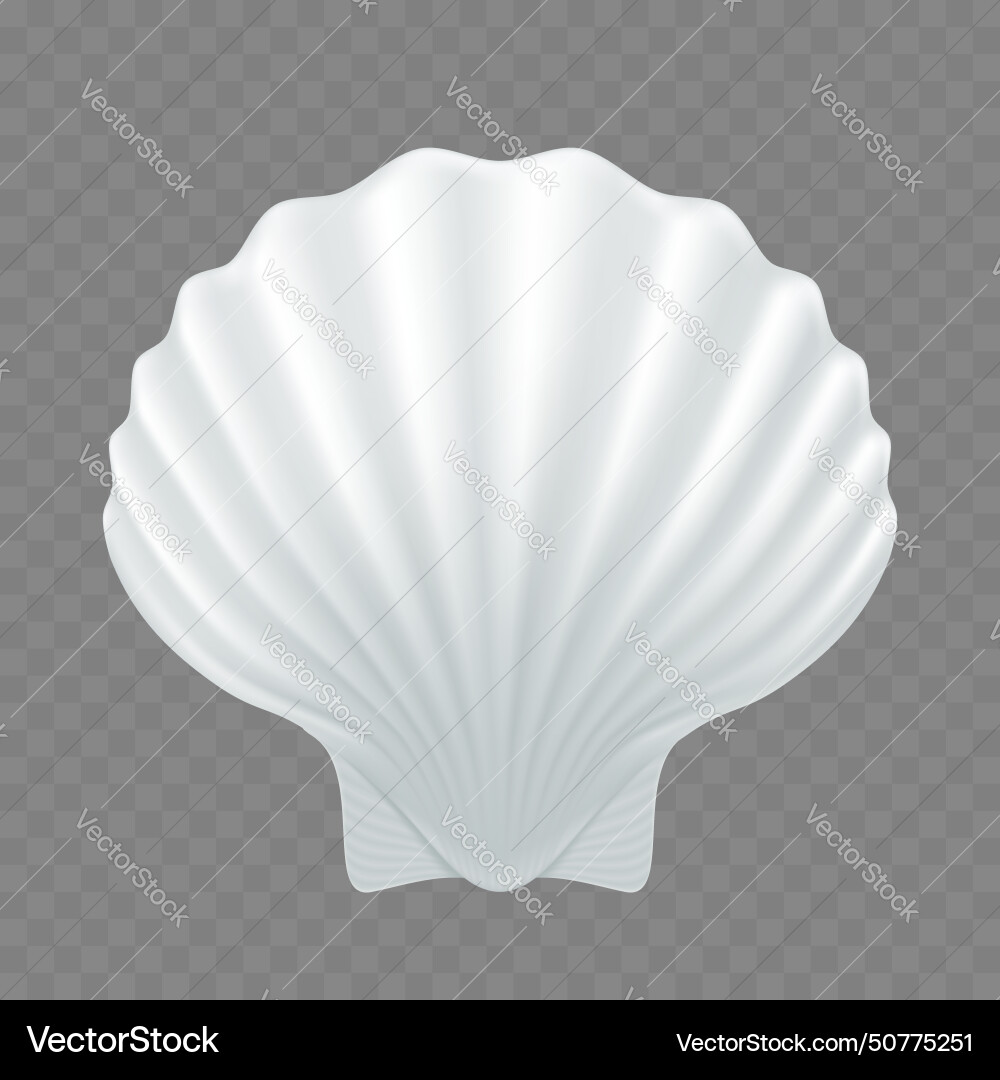 White seashell isolated on transparent background Vector Image