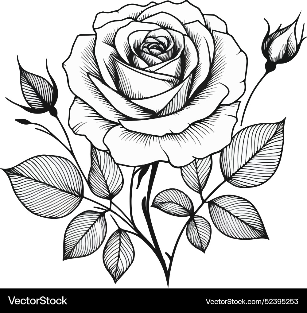Flower line art Royalty Free Vector Image - VectorStock