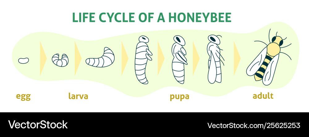 Honey Bee Life Cycle Chart Lizenzfreies Vektorbild