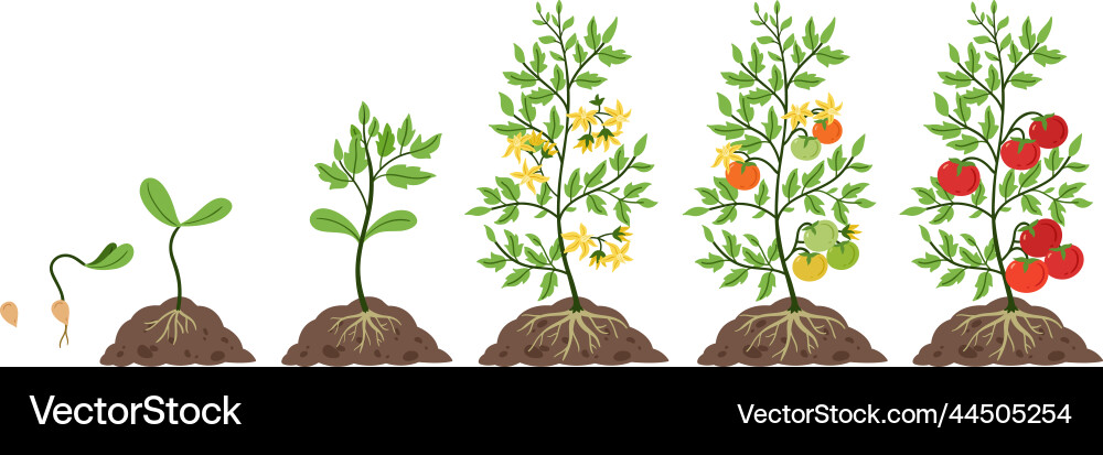 Tomato Plant Life Cycle Stages Royalty Free Vector Image