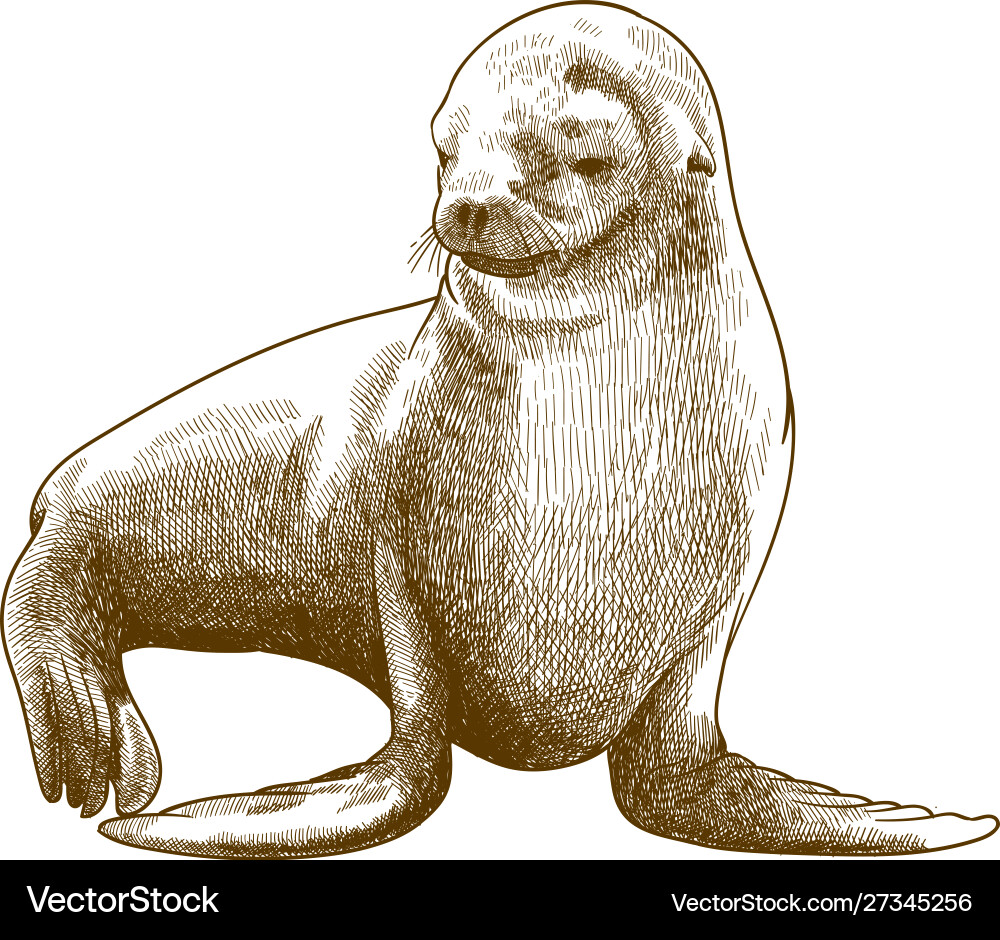 Engraving antique fur seal Royalty Free Vector Image