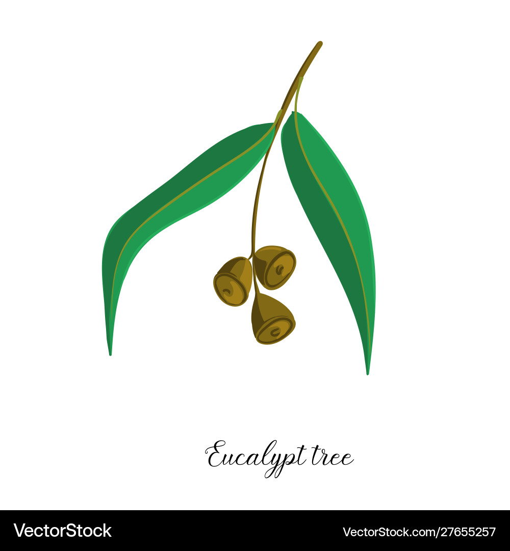 Gumnut Vector Images (6)