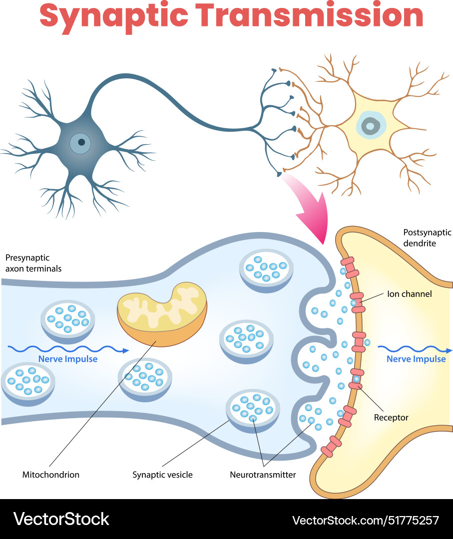Synaptic transmission diagram Royalty Free Vector Image