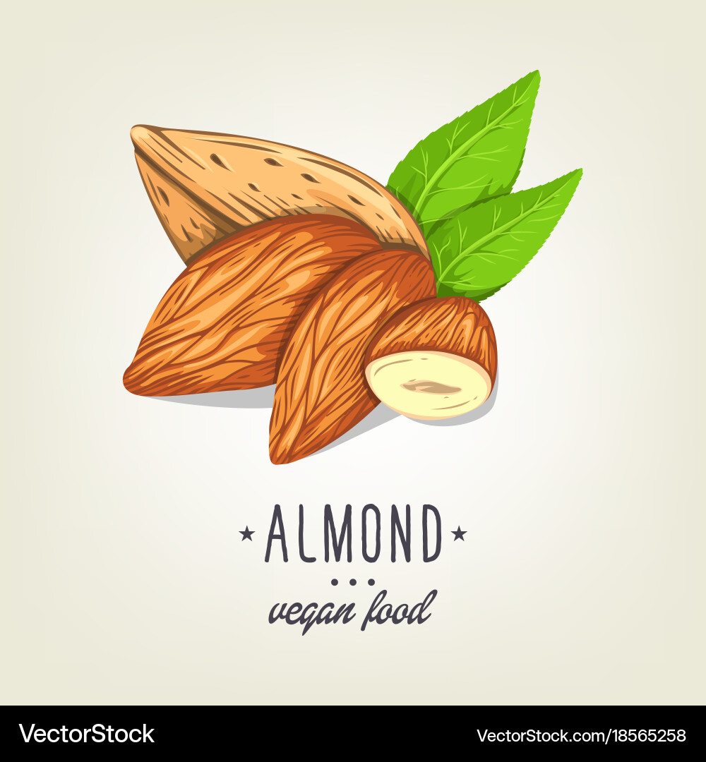 Colourful almond icon isolated on background Vector Image