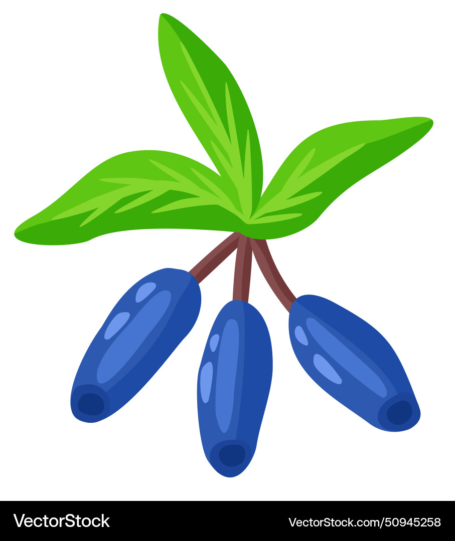 Honeysuckle isolated botanical Royalty Free Vector Image