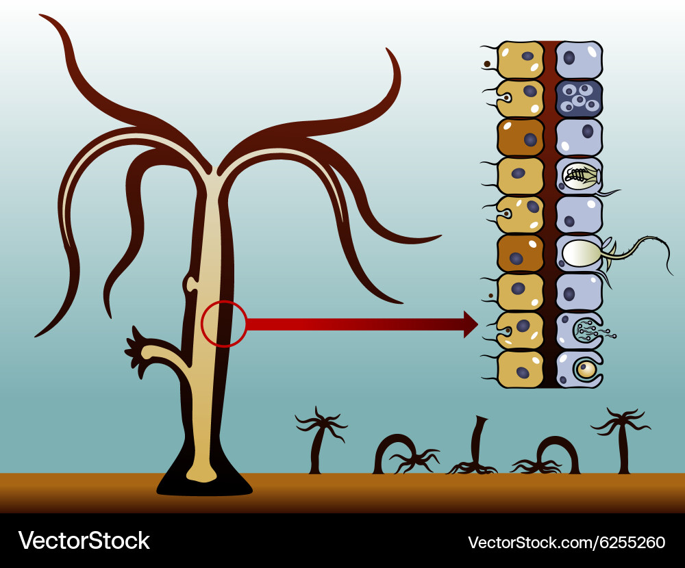Hydra Anatomy Royalty Free Vector Image - VectorStock