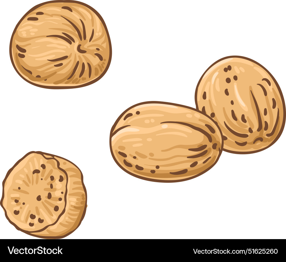 Nutmeg nuts colored detailed Royalty Free Vector Image
